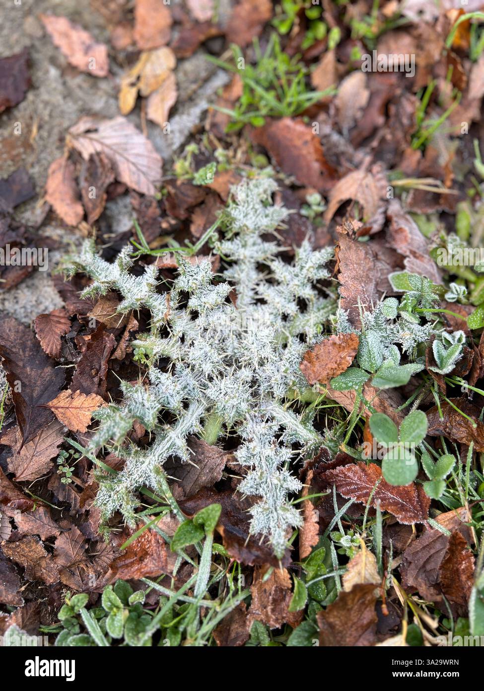 Hielo invierno congelado naturaleza hi-res stock photography and images ...