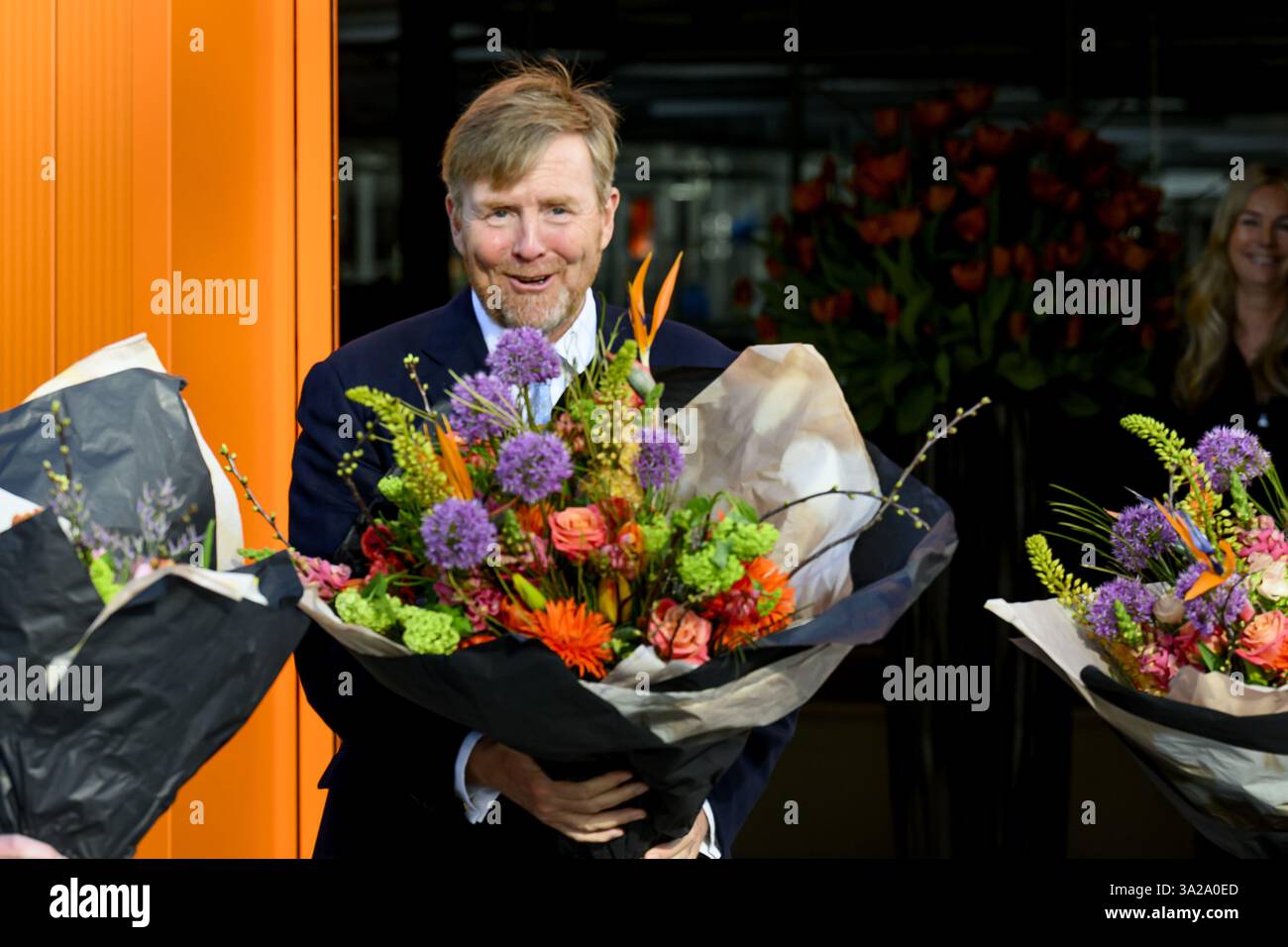 Hem, The Netherlands, 2025-03-12 16:10:58 HEM, 12-03-2025, tulip grower ...