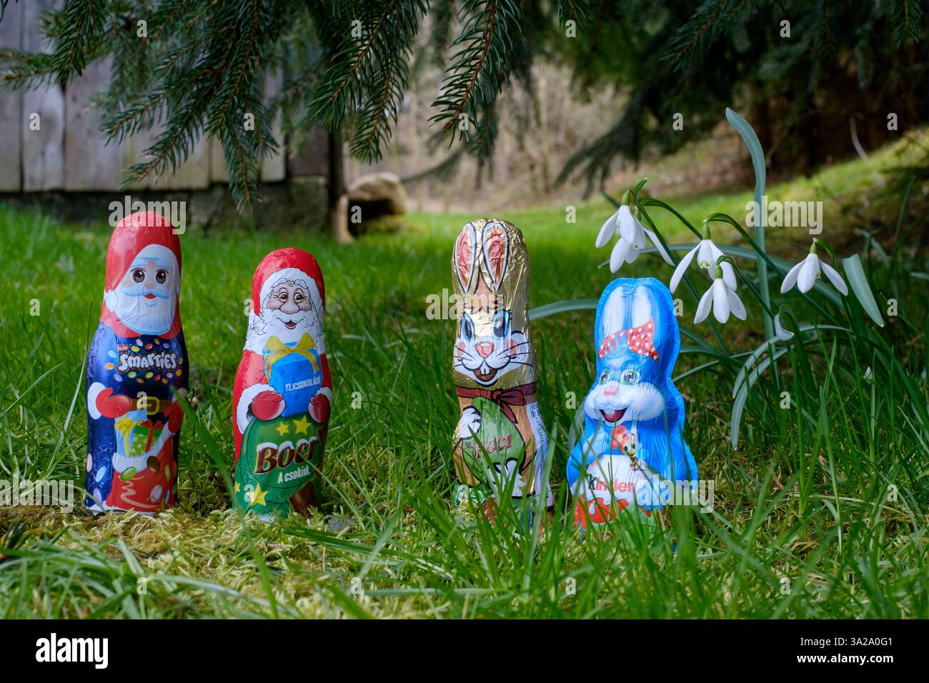 foil wrapped chocolate figures santas below fir tree alongside easter ...