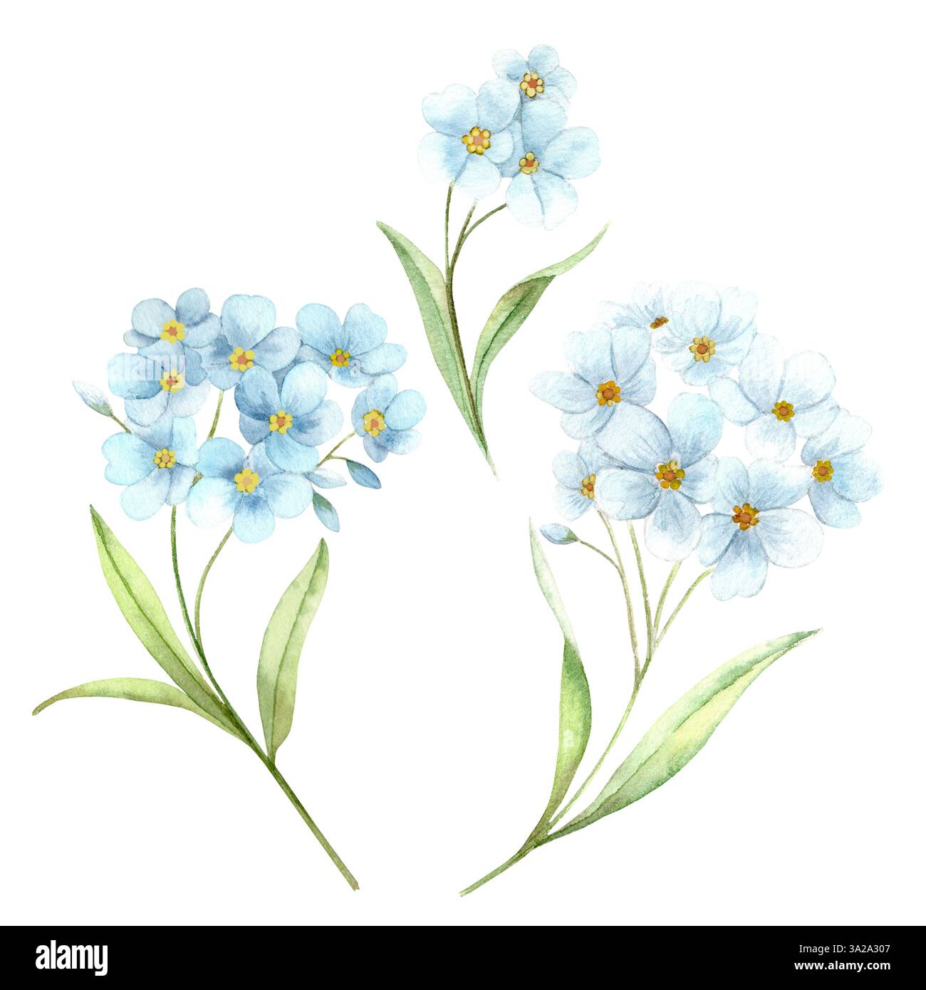 Watercolor illustration of delicate blue forget-me-nots. Elegant floral ...