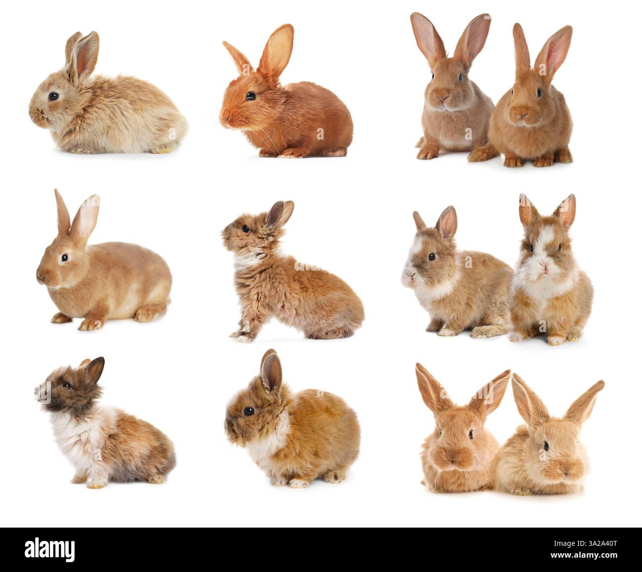 Cute fluffy rabbits isolated on white, set Stock Photo - Alamy