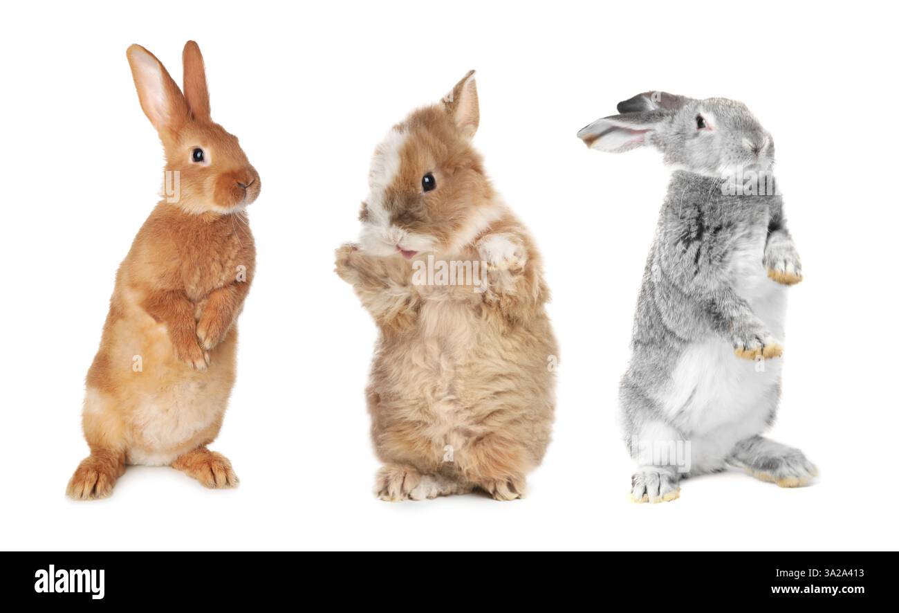 Cute fluffy rabbits isolated on white, set Stock Photo - Alamy