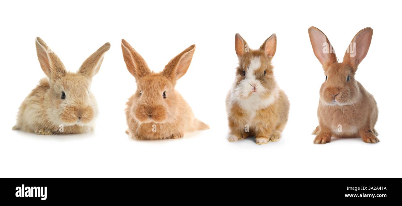 Cute fluffy rabbits isolated on white, set Stock Photo - Alamy