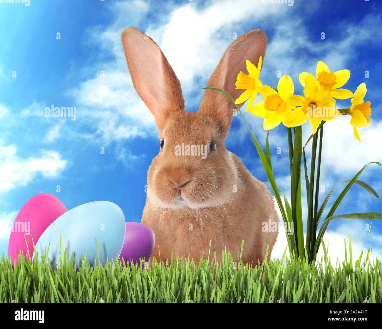 Easter eggs, cute fluffy rabbit and bright spring daffodils under blue ...