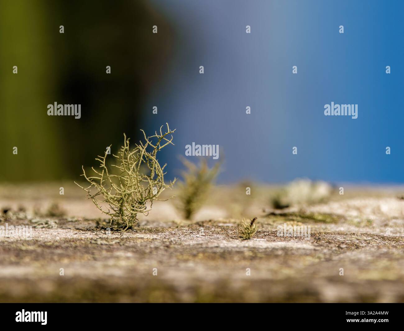 Macro photography of fruticose lichen on a wooden fence post ...