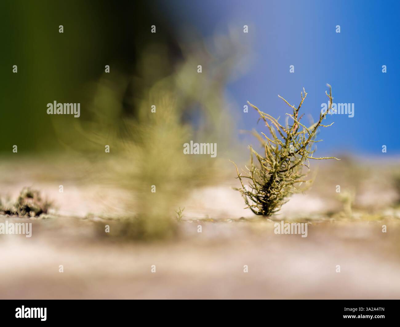 Macro photography of fruticose lichen on a wooden fence post ...