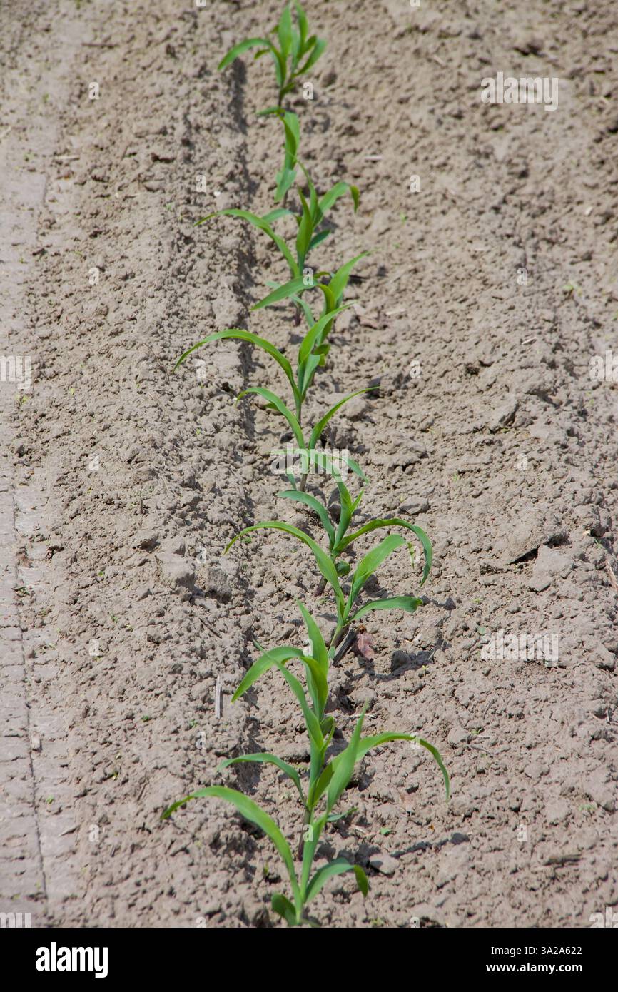 Row of young corn seedlings grows in an agricultural field Stock Photo ...