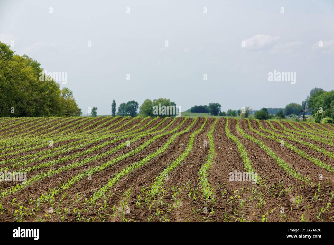 Young crops emerging in large hi-res stock photography and images - Alamy