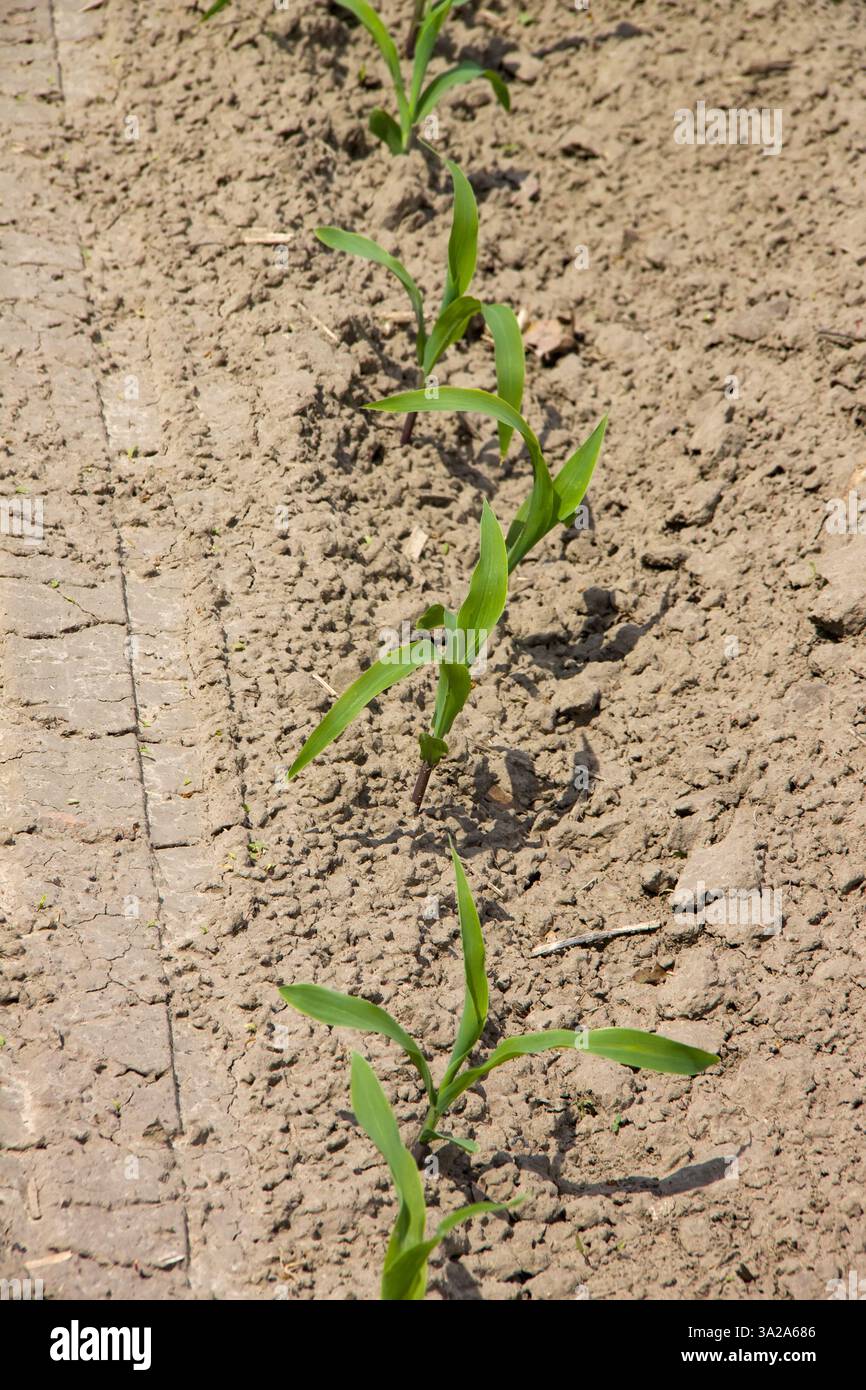 Row of young corn seedlings grows in agricultural field. Plants are ...
