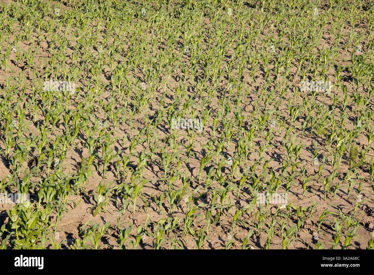 Young cornfield with neat rows of small, green corn plants sprouting ...