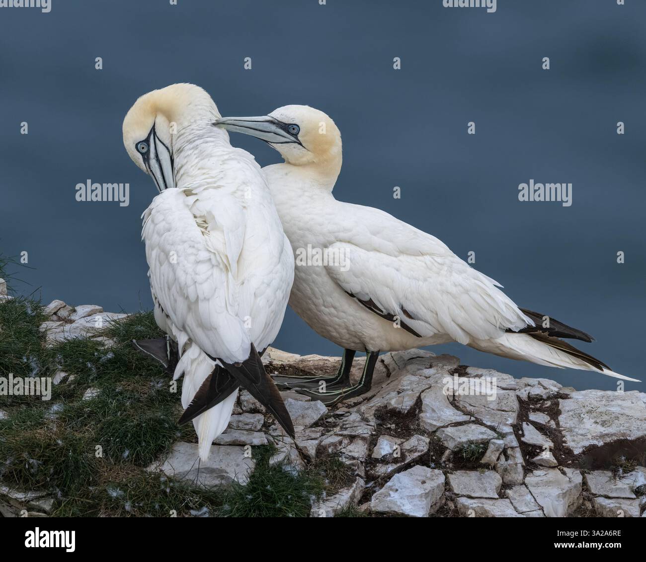 Largest colony of gannets hi-res stock photography and images - Alamy