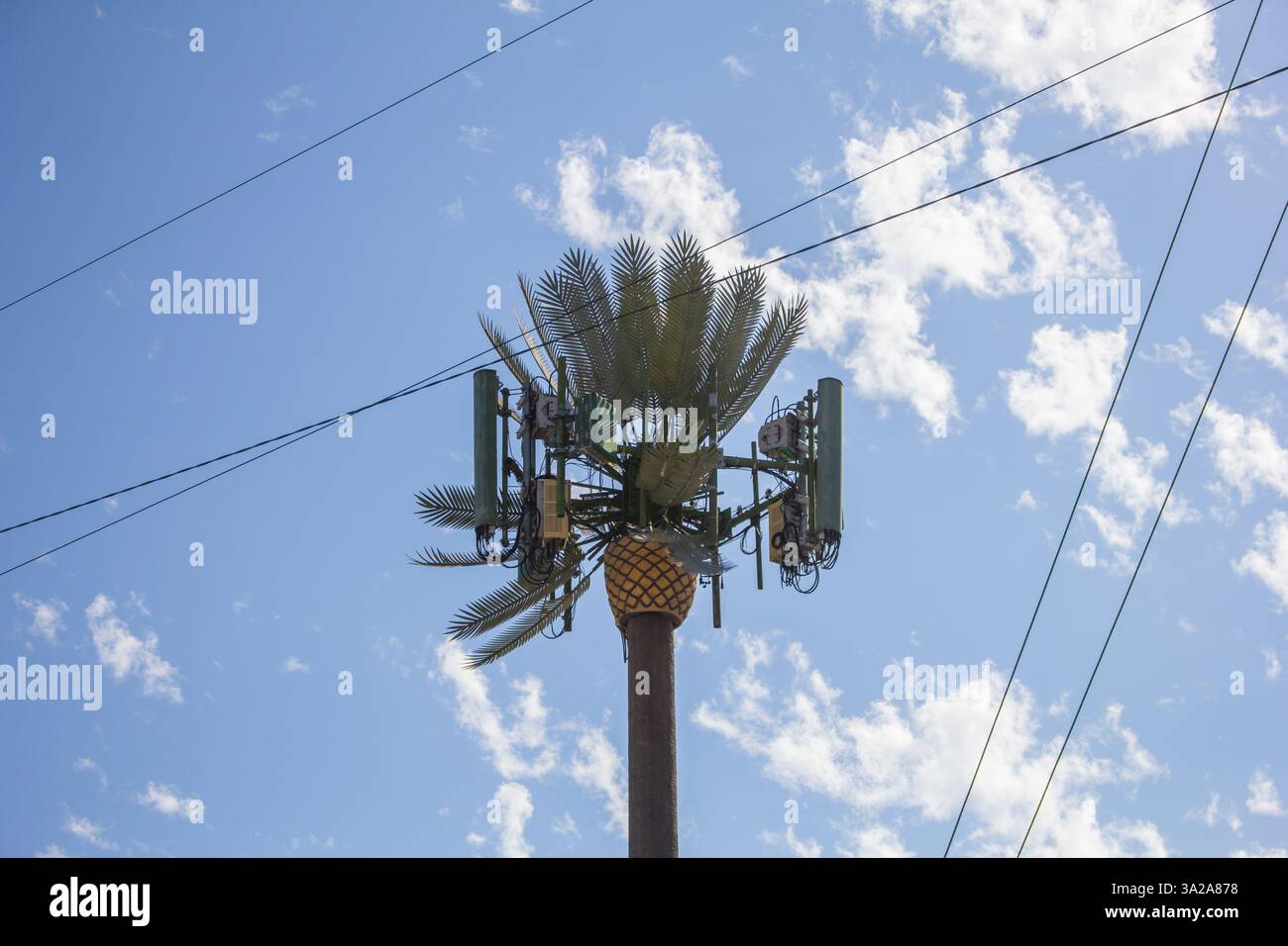 A view of a cell tower disguised as a palm tree Stock Photo - Alamy