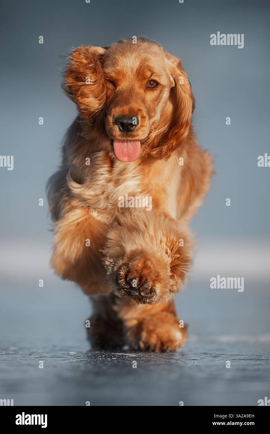 Happy red Cocker Spaniel puppy dashes across icy ground, enjoying a fun ...