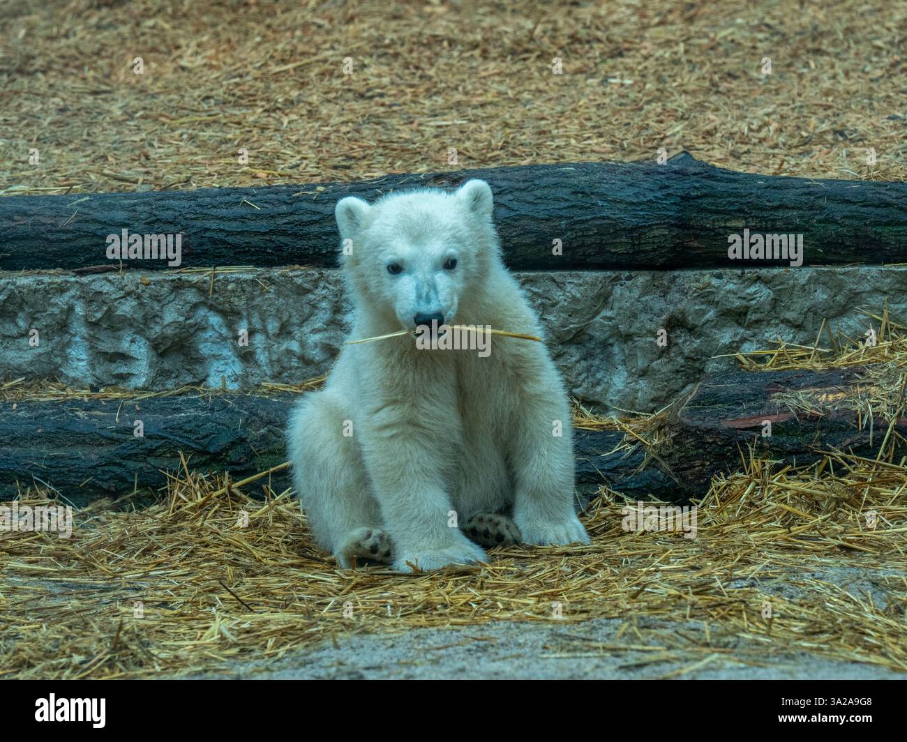 Polar bear (Ursus maritimus) yearling Cup at the Karlsruhe Zoo. Mika is ...