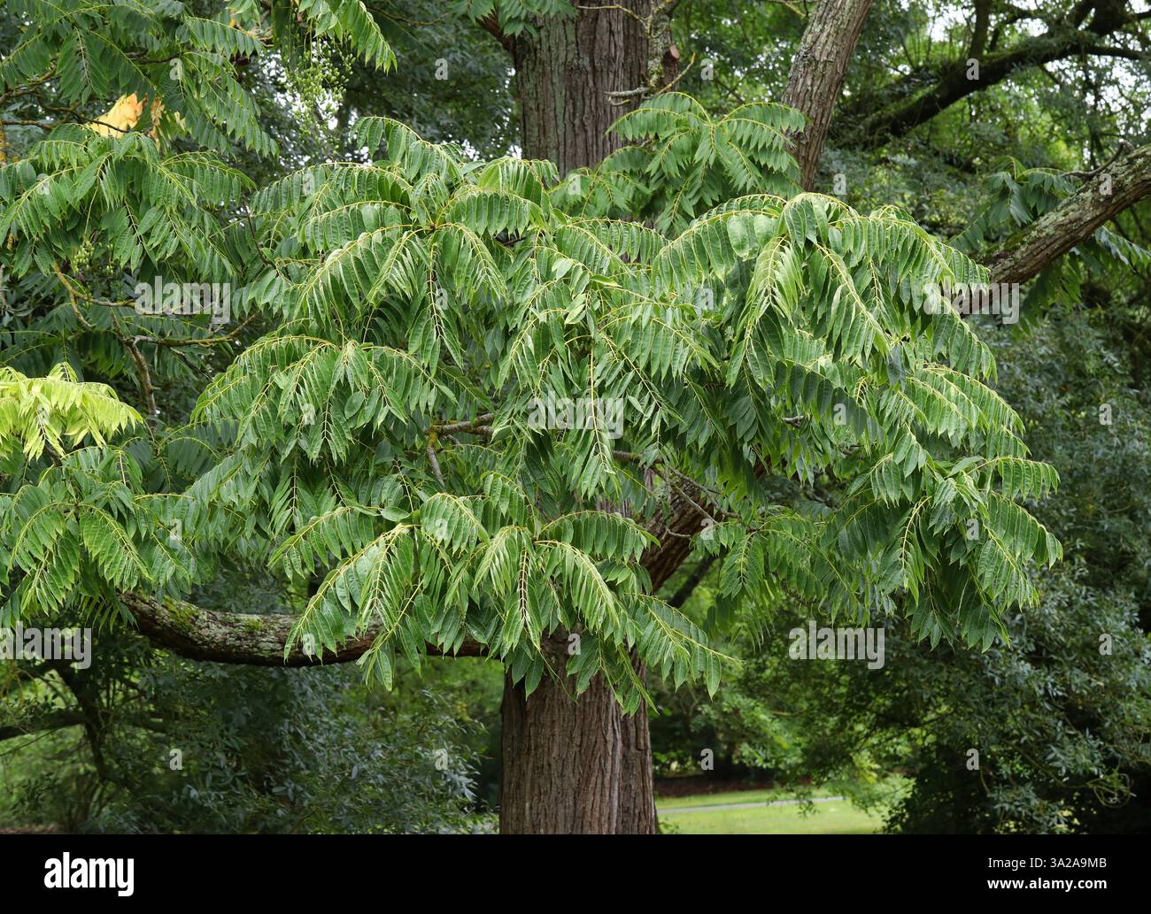 Chinese Cedar, Chinese Mahogany, Chinese Toon, Beef and Onion Plant, or Red Toon, Toona sinensis ...
