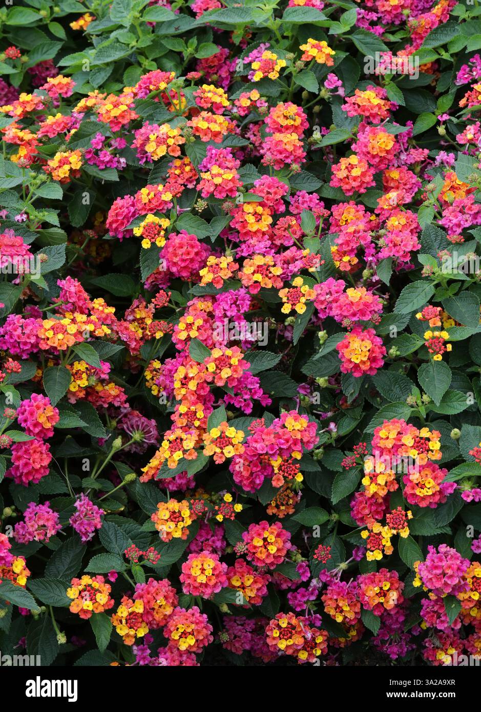 Shrub Verbena or Common Lantana, Lantana camara "Orange", Verbenaceae ...
