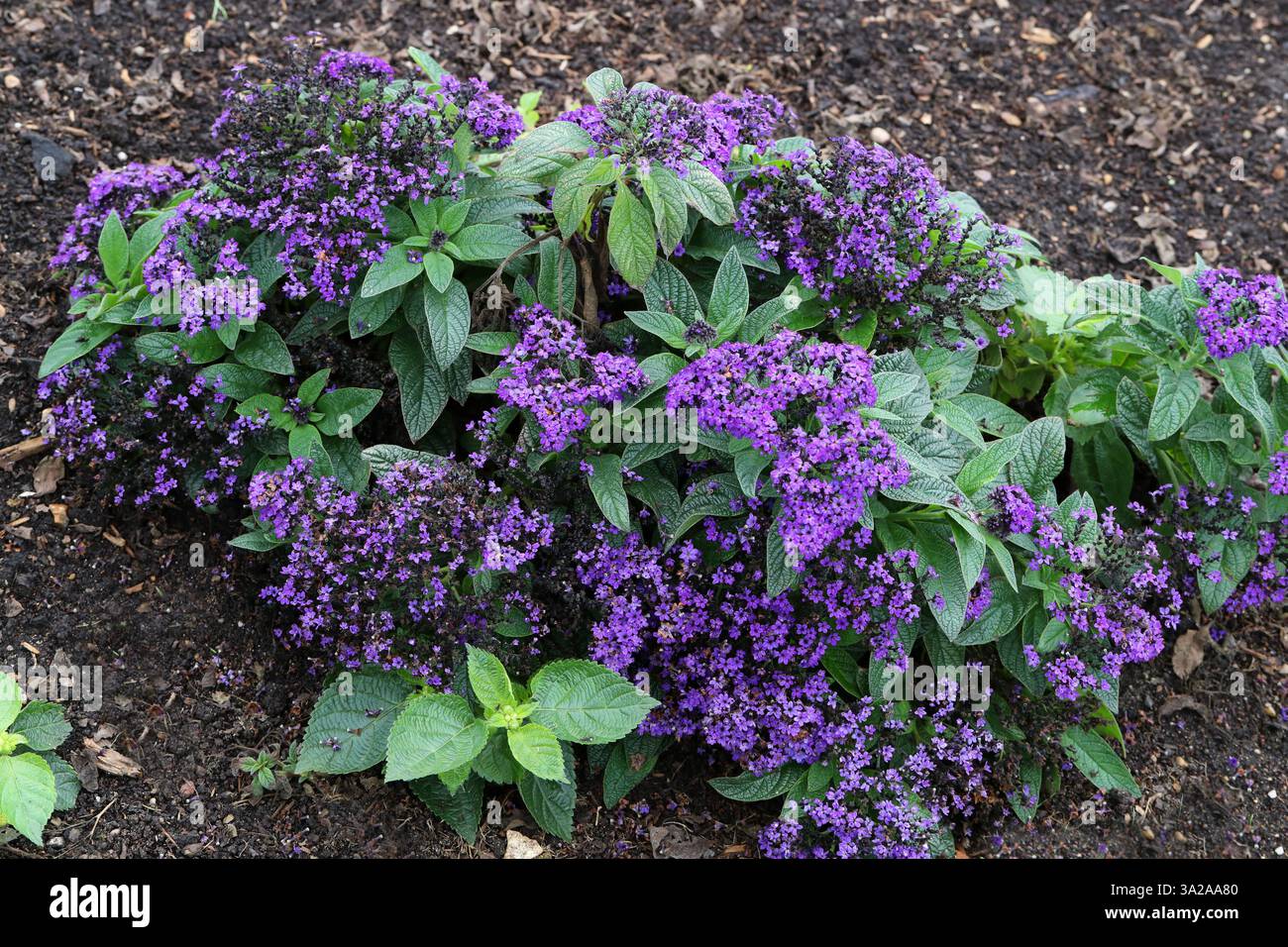 Cherry Pie or Common Heliotrope "Dark Blue", Heliotropium arborescens ...