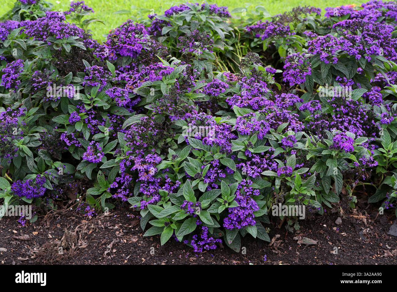 Cherry Pie or Common Heliotrope "Dark Blue", Heliotropium arborescens ...
