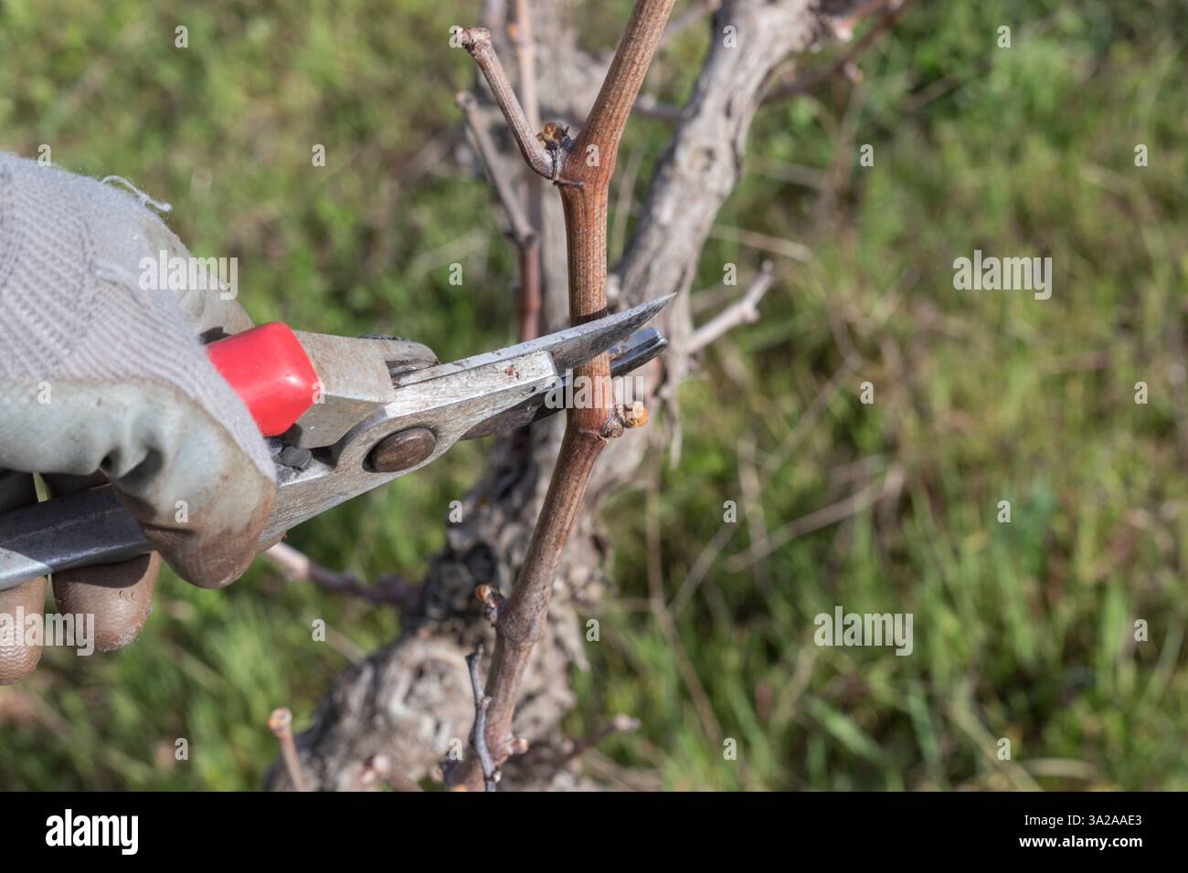 Pruning a vine with a pruner. Hand holding a pruner Stock Photo - Alamy