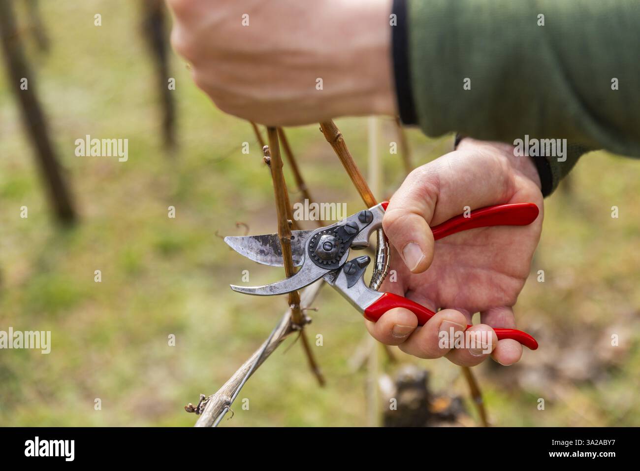 Pruning is one of the most important tasks of the entire wine year. It ...