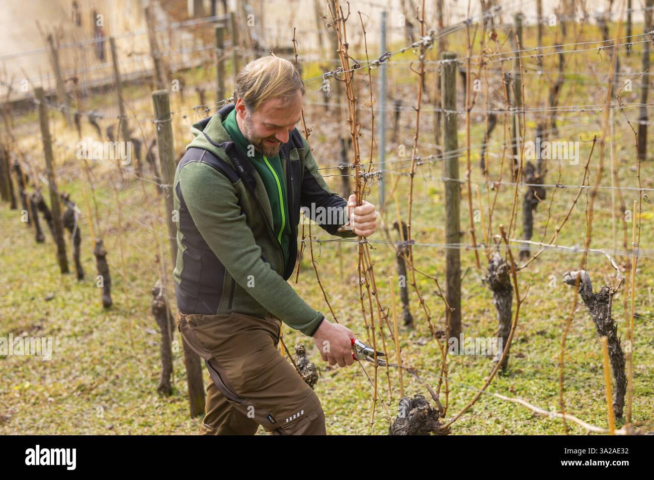 Pruning is one of the most important tasks of the entire wine year. It ...