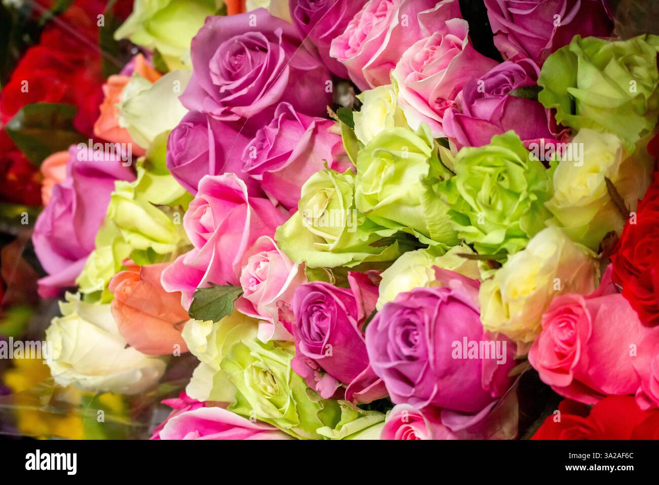 A view of several color varieties of roses, as a background Stock Photo ...