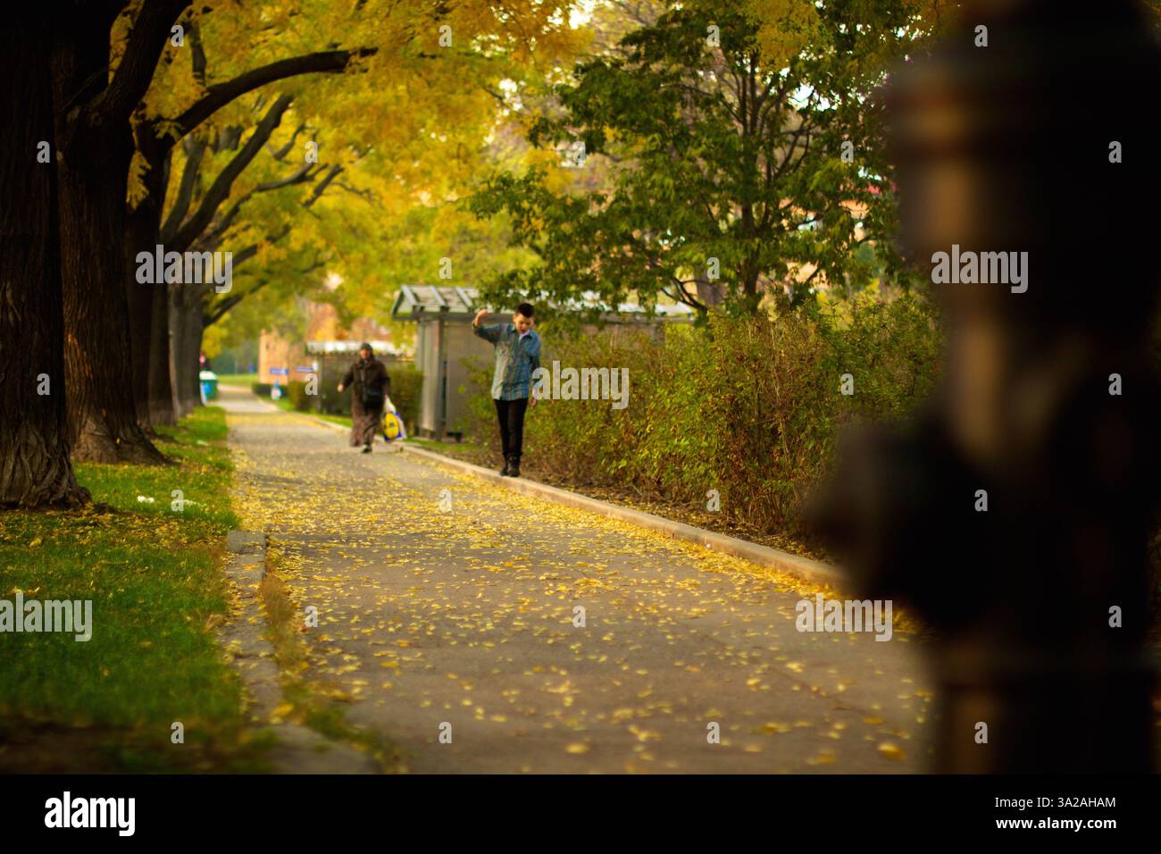 A serene autumn scene featuring a tree-lined path covered in yellow ...