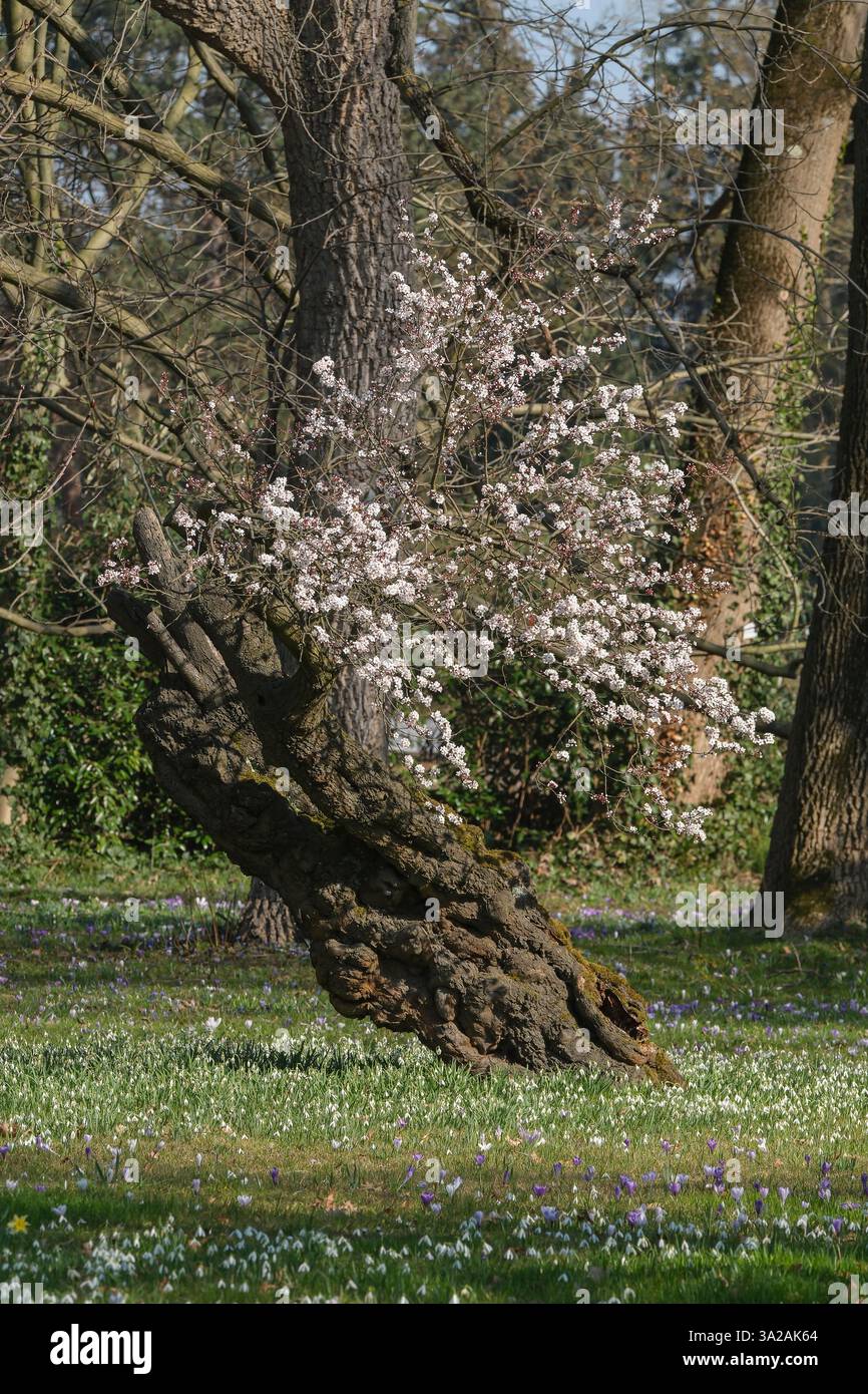 Flowering tree in the Cologne Flora Stock Photo - Alamy