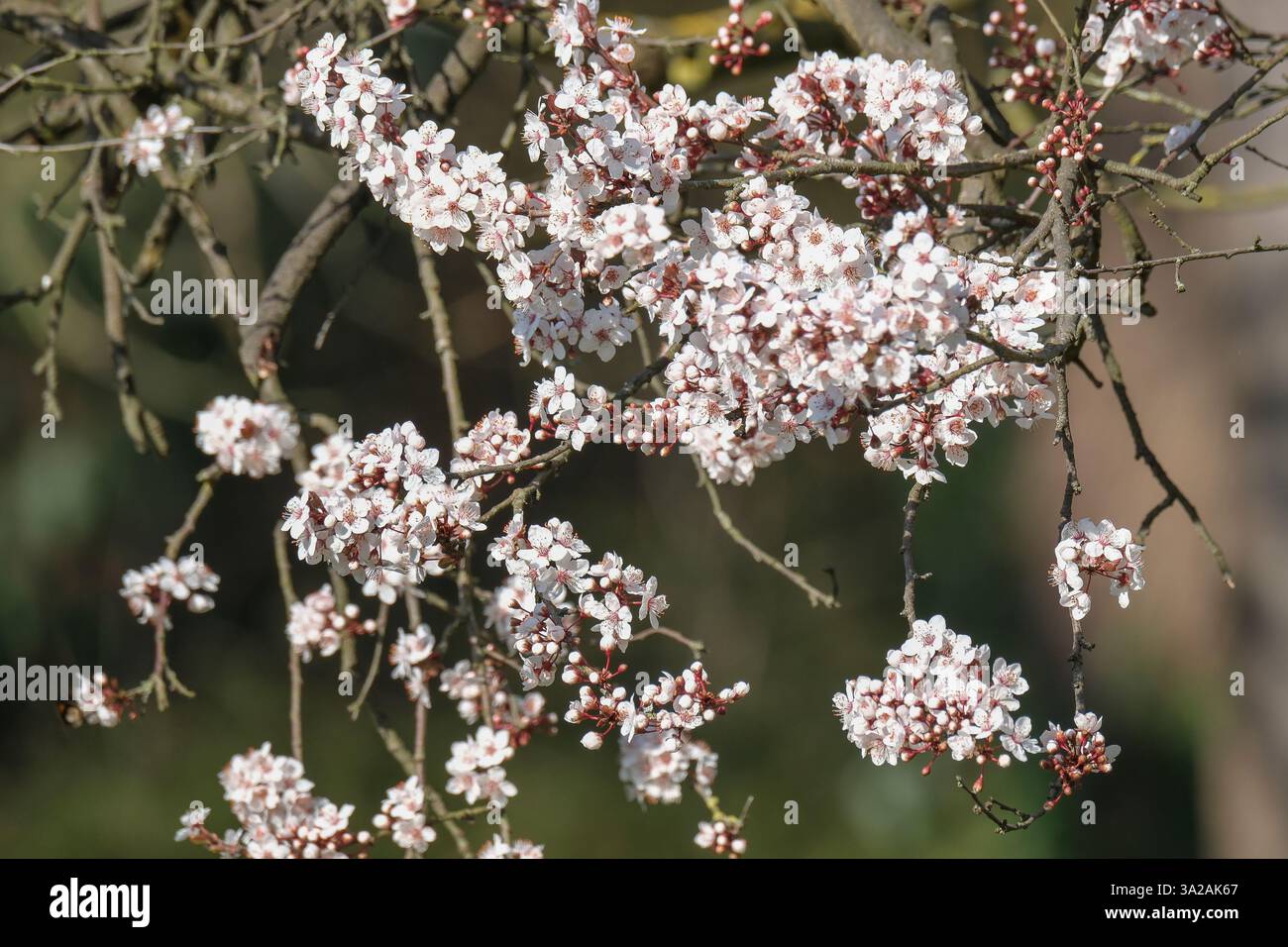 Flowering tree in the Cologne Flora Stock Photo - Alamy