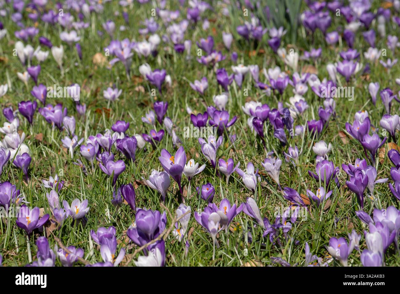 Flowering crocuses in the Cologne Flora. The spring crocus (Crocus ...