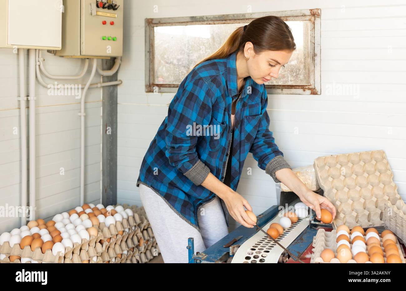 Farm employee collects fresh eggs from poultry farm conveyor Stock ...