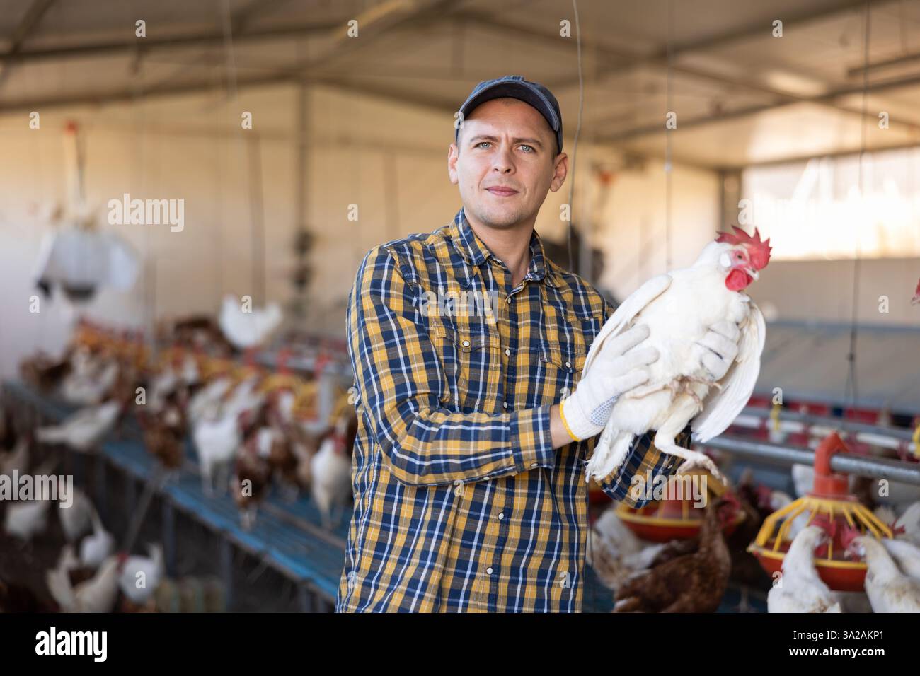 Successful chicken breeder standing in henhouse with laying hen in ...