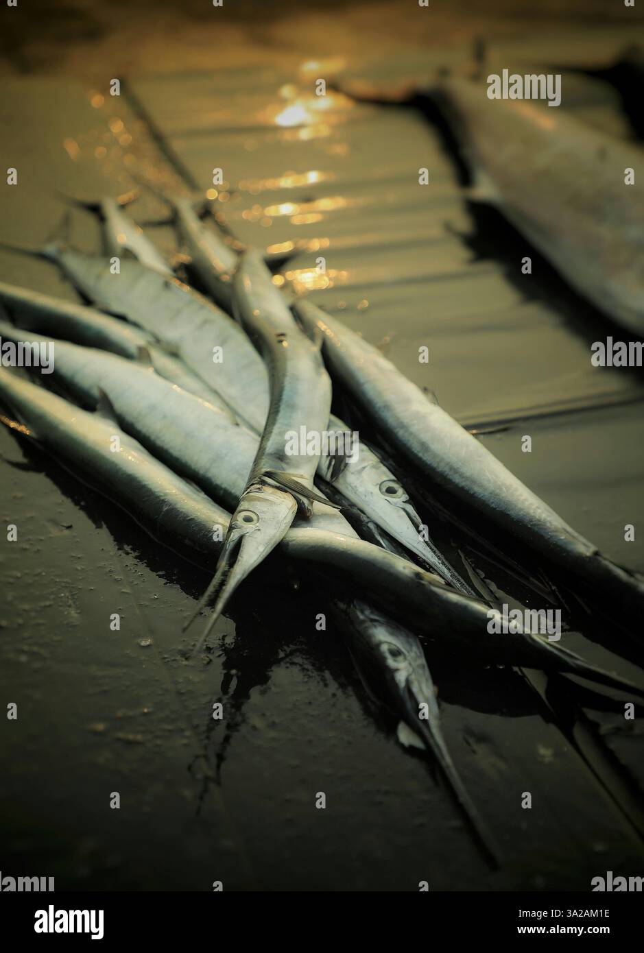 Fresh fish caught in the sea to eat Stock Photo - Alamy