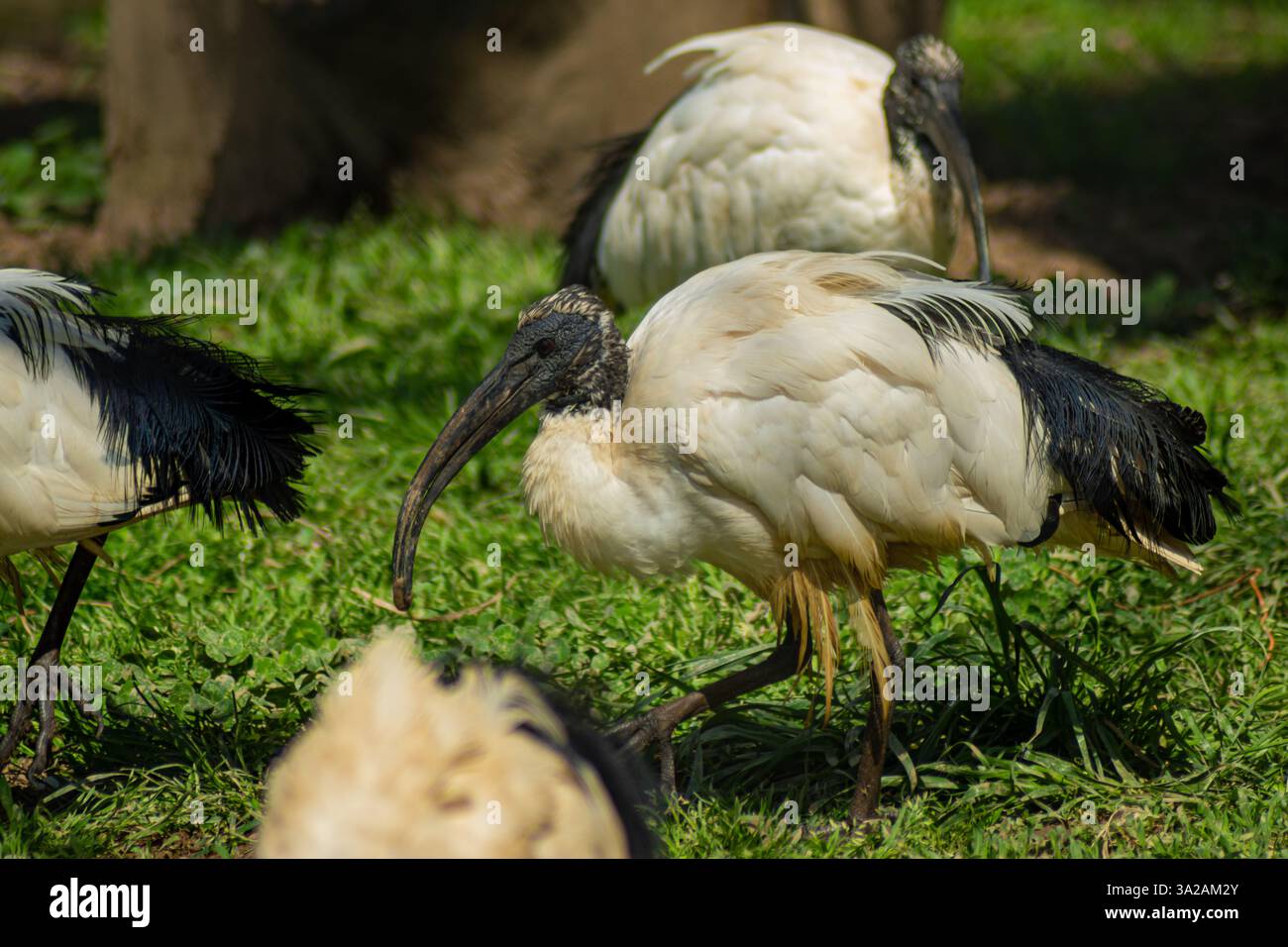 Close-up of a sacred ibis with a long curved beak, standing near a ...