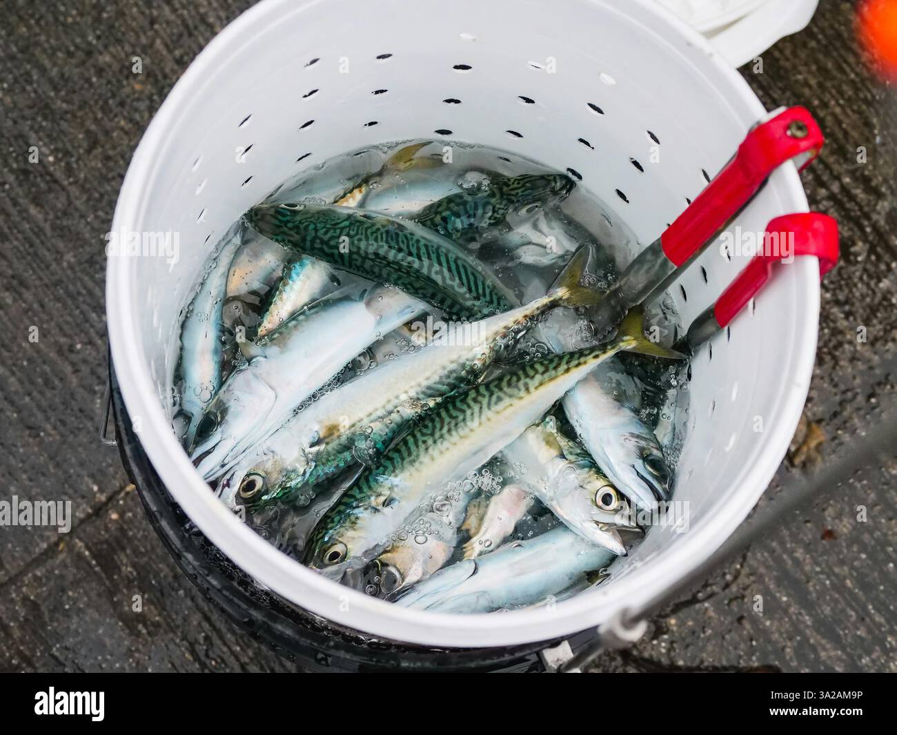 Fresh fish caught in the sea to eat Stock Photo - Alamy