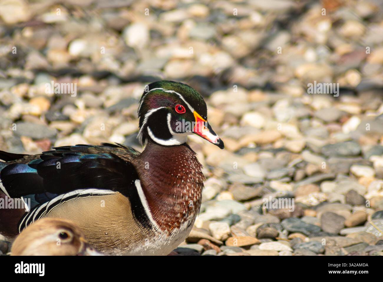 Duck beak hi-res stock photography and images - Alamy