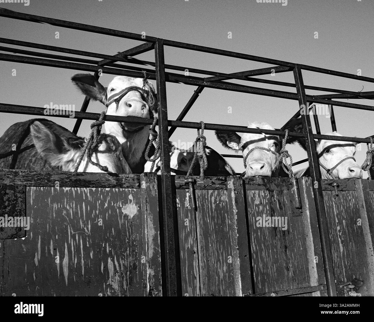Transporting cows Black and White Stock Photos & Images - Alamy