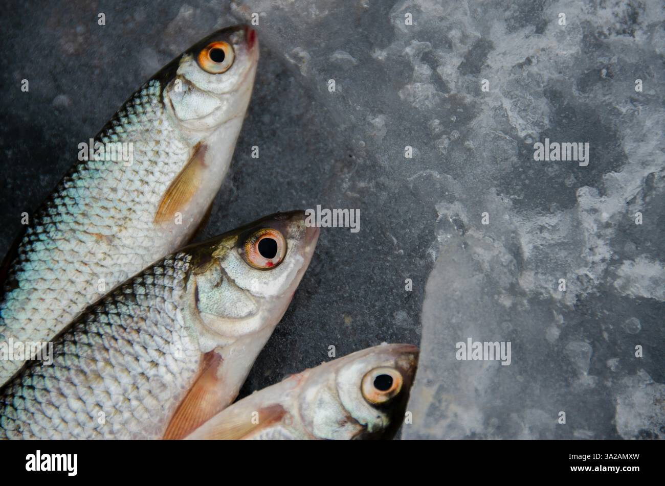 Fresh fish caught in the sea to eat Stock Photo - Alamy