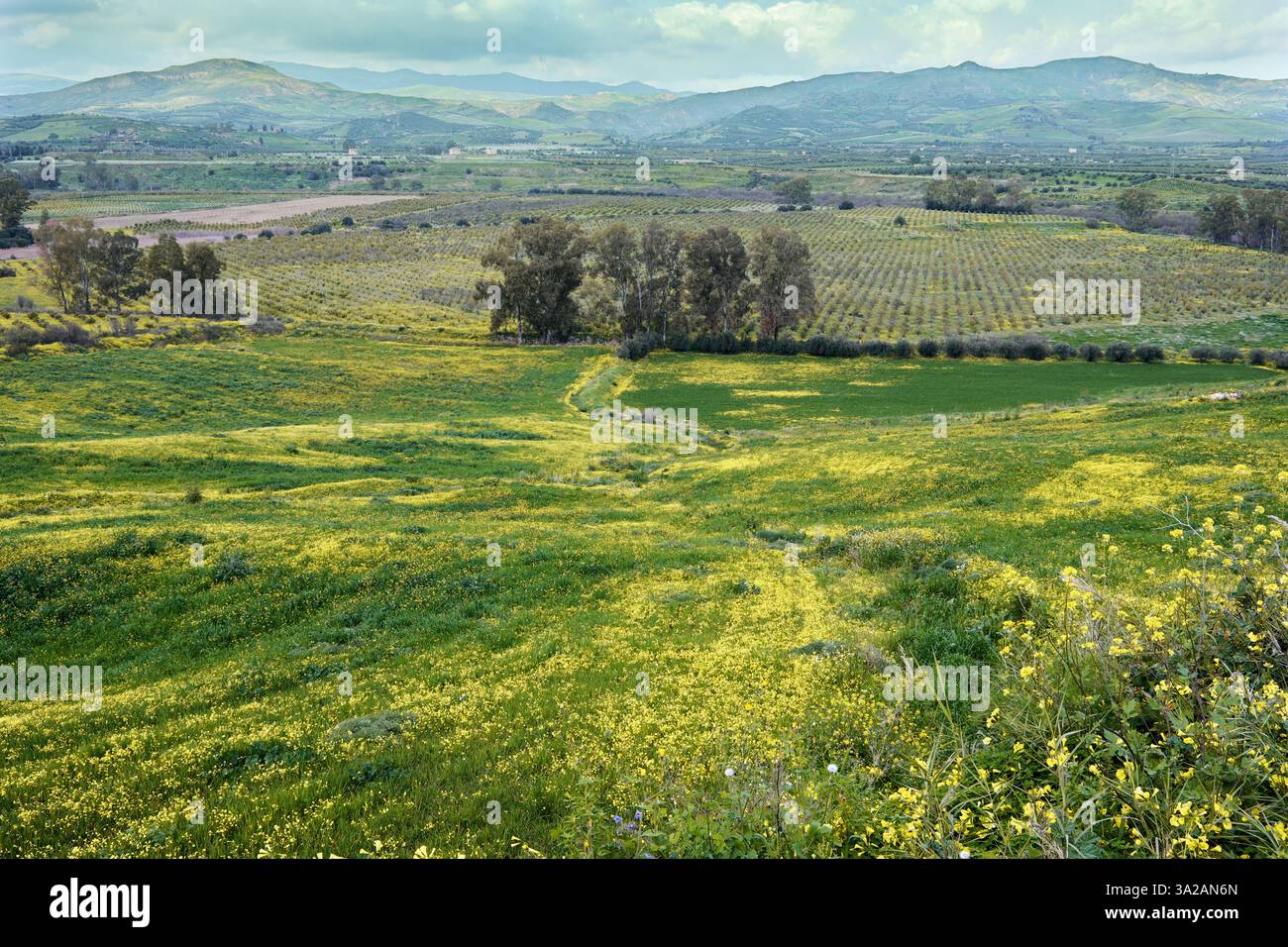 early spring landscape with trees and yellow wildflowers in Sicily ...