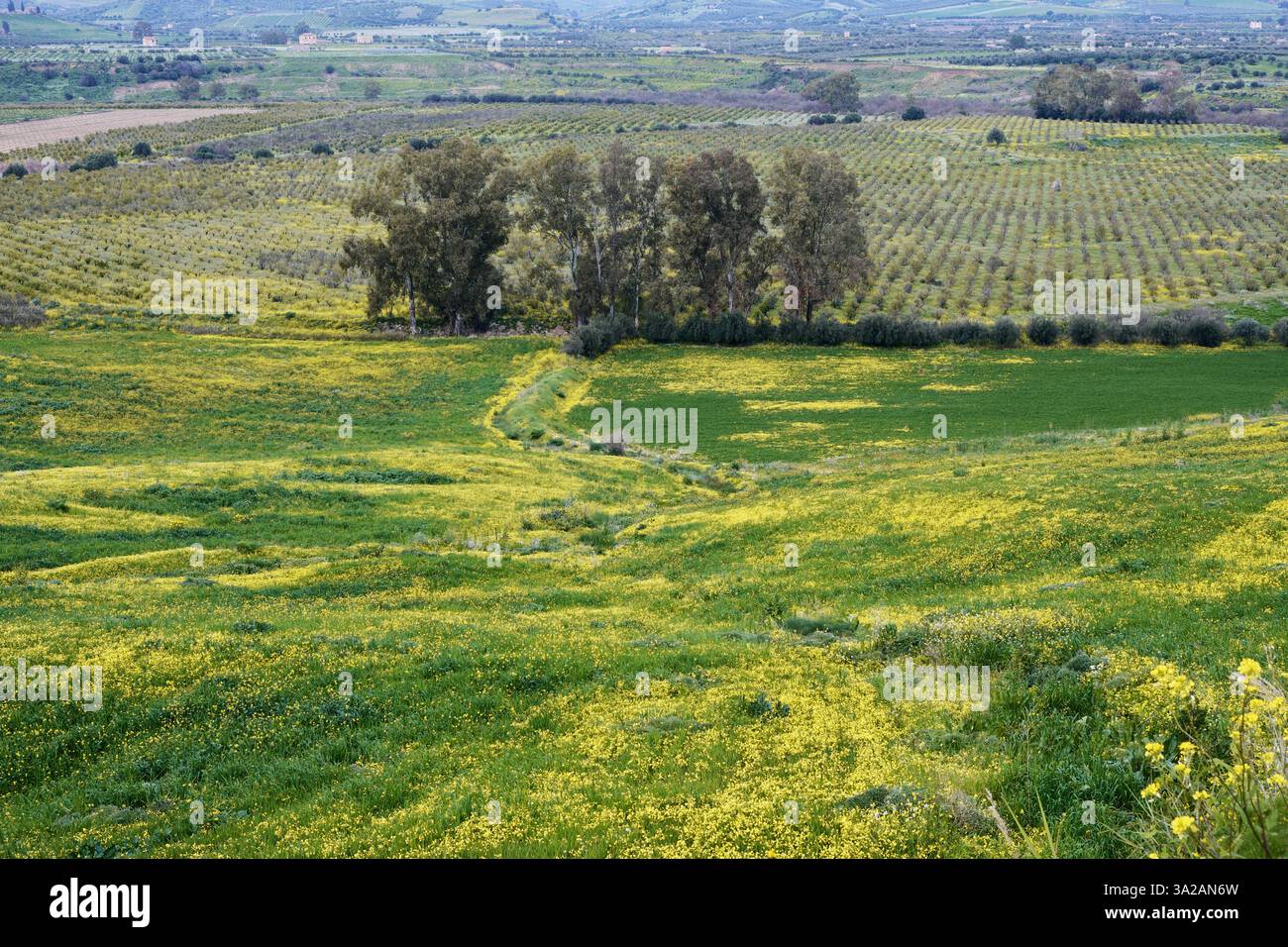 early spring landscape with trees and yellow wildflowers in Sicily ...