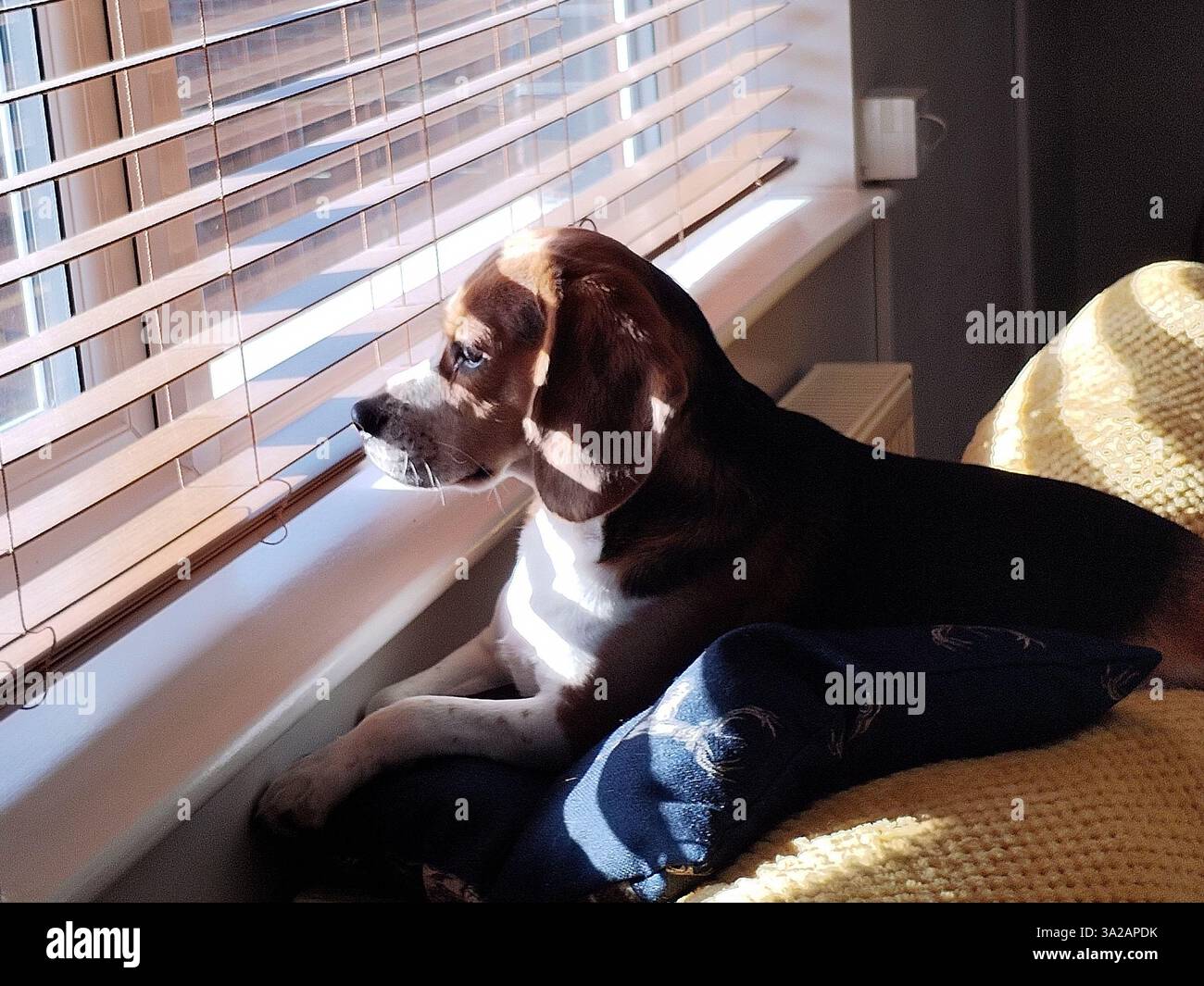 Beagle Dog Waiting at the Window, Portrait of Dog, Dog Laying Down Stock Photo - Alamy