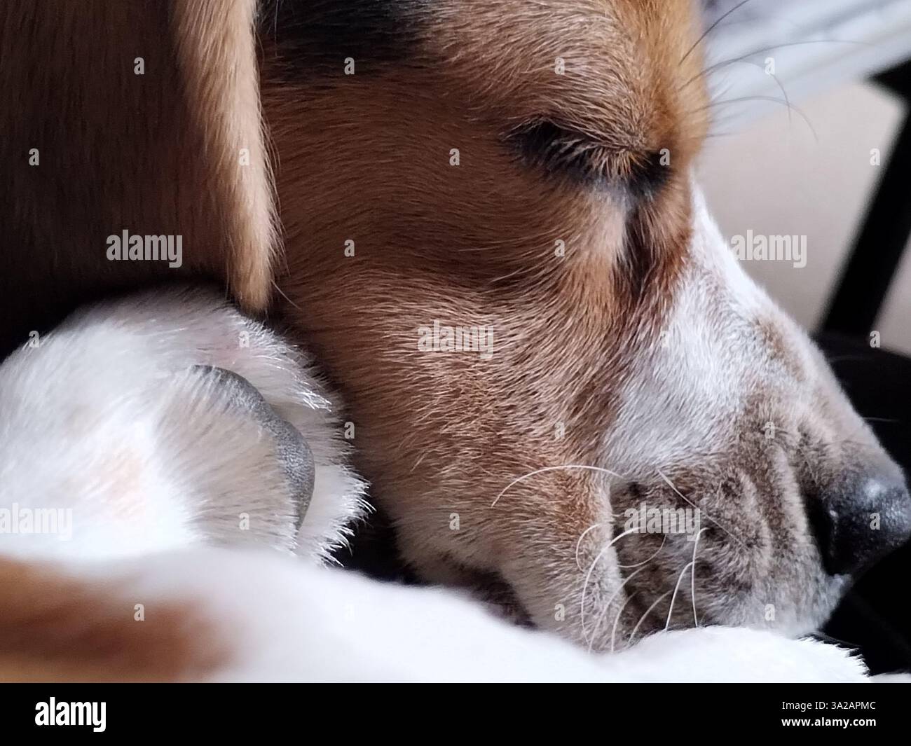 Beagle Portrait of Dog, Dog Laying Down Asleep Stock Photo - Alamy