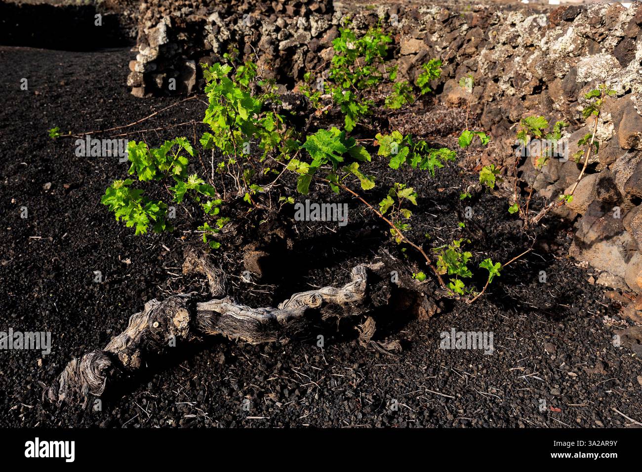Volcanic soil farming hi-res stock photography and images - Alamy
