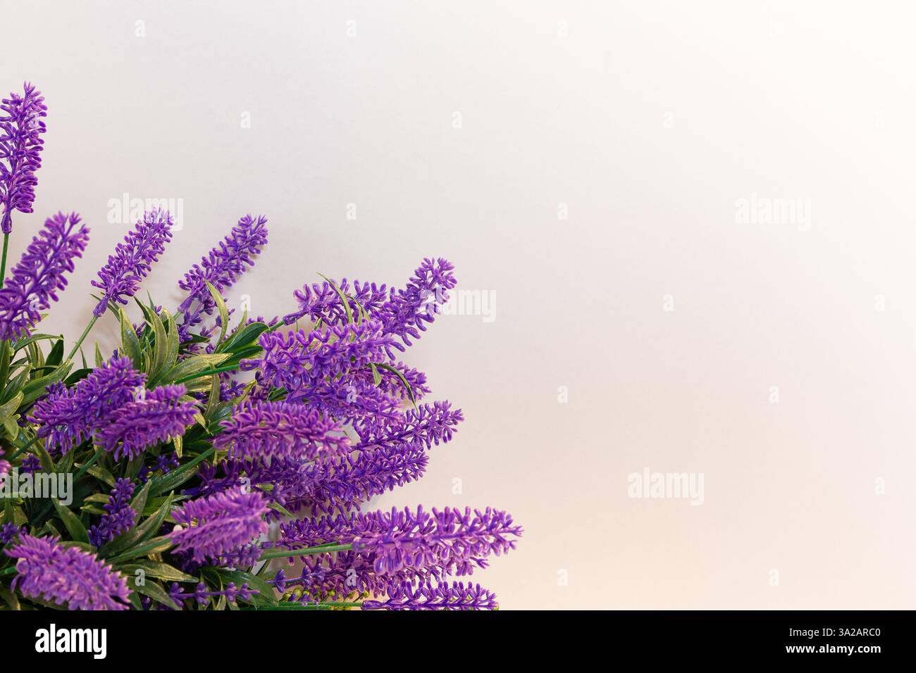 Lavender flowers bouquet composition in the corner against white ...
