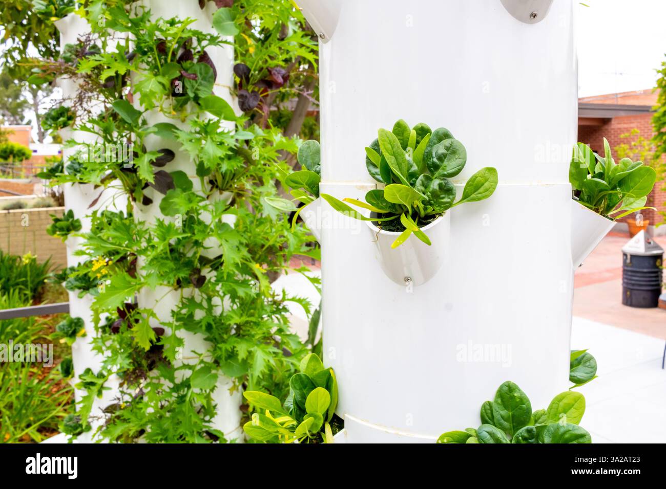 A view of several plastic stands of hydroponic grown vegetables Stock ...