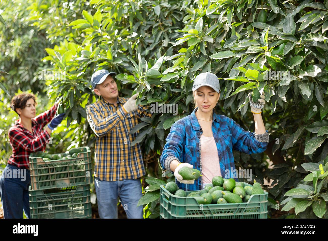 Group of multinational farmers gathering together gresh organic ...