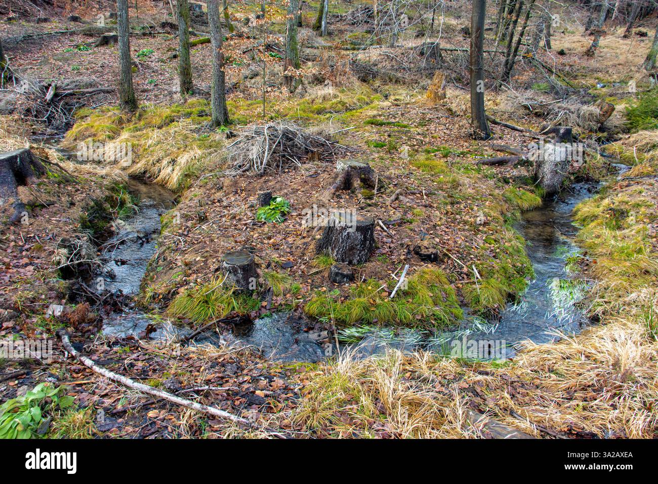 Bend river flowing in forest hi-res stock photography and images - Alamy