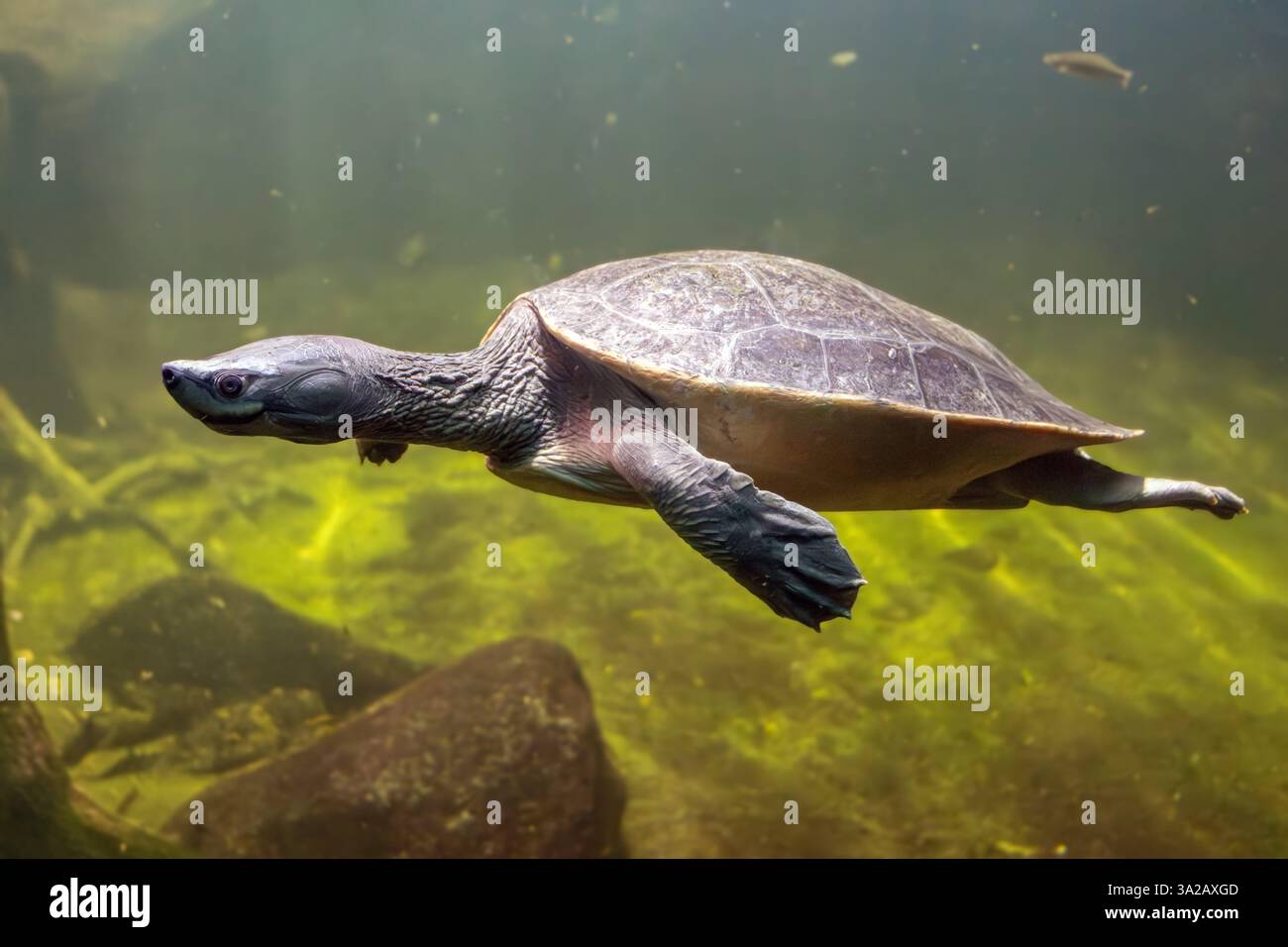 The northern river terrapin (Batagur baska) swims underwater Stock ...