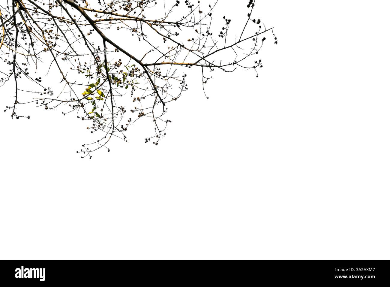 Tree green color isolated on white background Stock Photo - Alamy