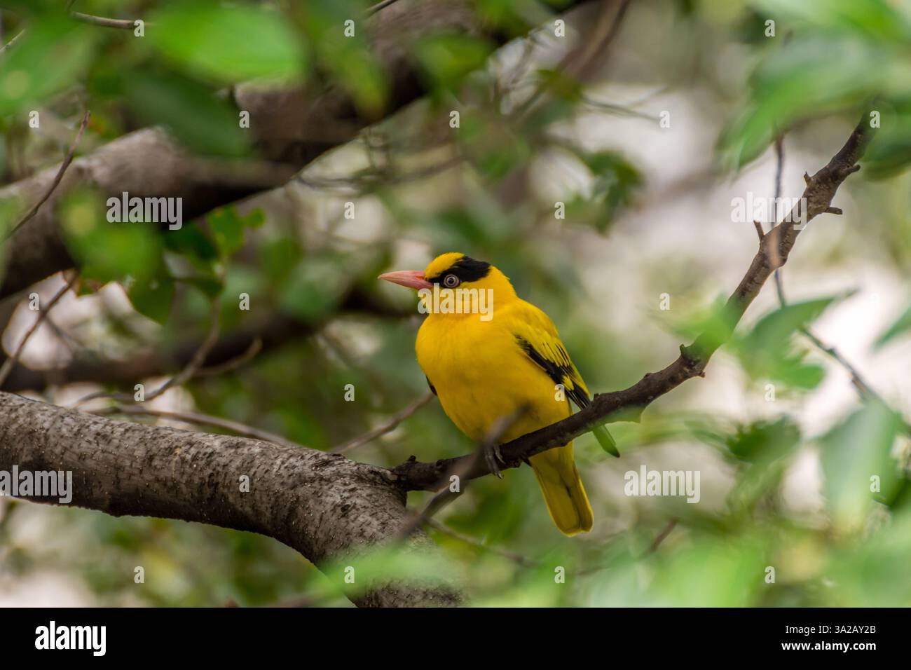 Bird (Black-Naped Oriole, Oriolus chinensi) yellow color perched on a ...